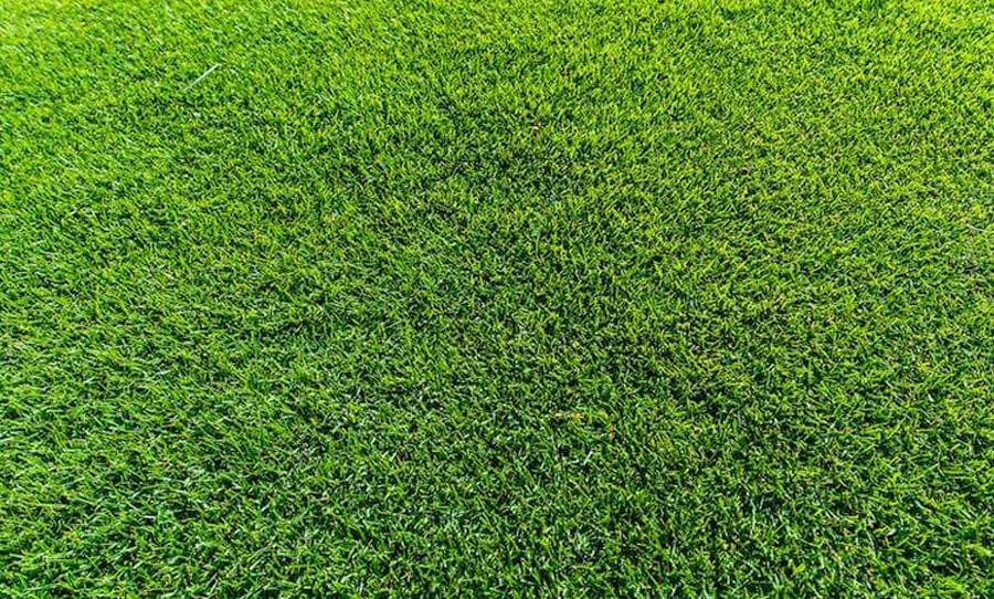 Turf varieties – Turfworks Group